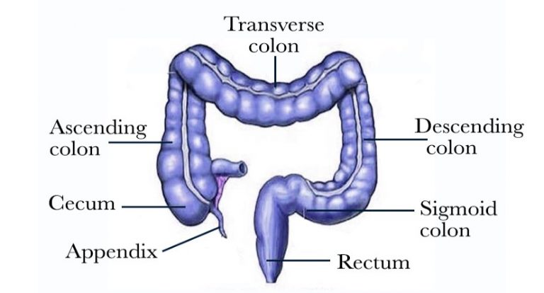 Ulcerative Colitis - Maher A. Abbas, MD | Proctology, Colonoscopy | UAE