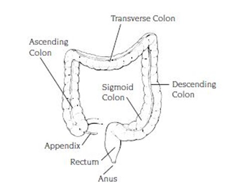Colostomy - Maher A. Abbas, MD